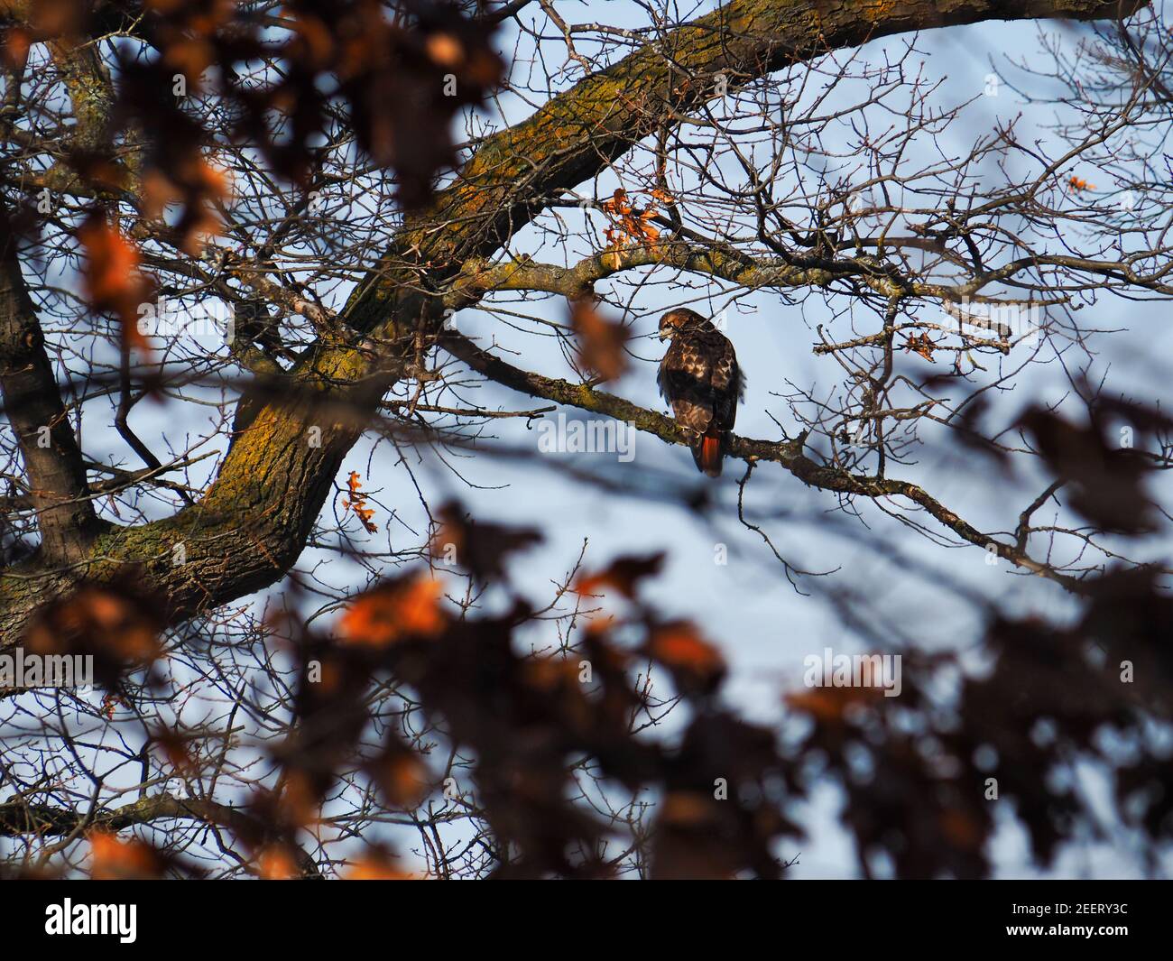 Rule of nature hi-res stock photography and images - Alamy