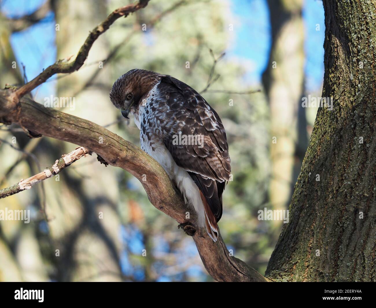 Red tailed hawk side view hi-res stock photography and images - Alamy