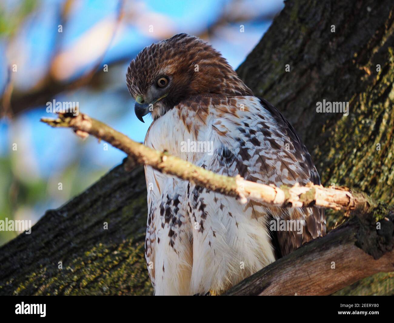 Hawk in nature Stock Photo - Alamy