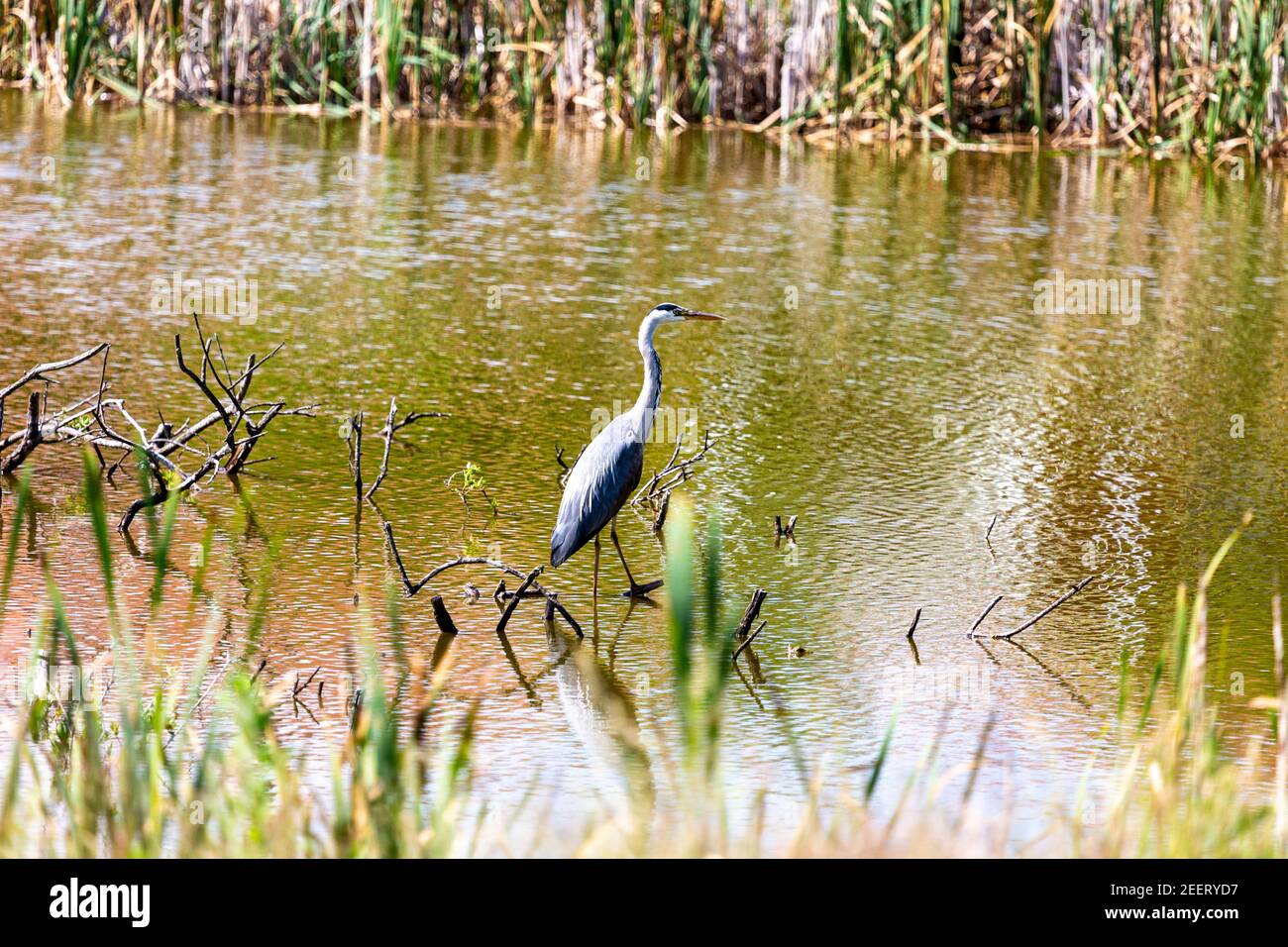 Feed while wading quietly in the shallow waters of pools, marshes, and ...