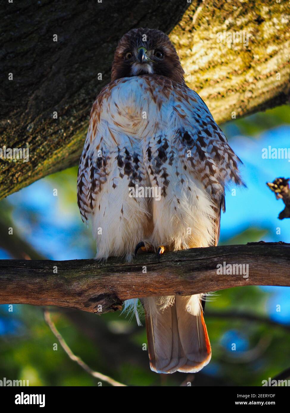 Hawk in nature Stock Photo - Alamy