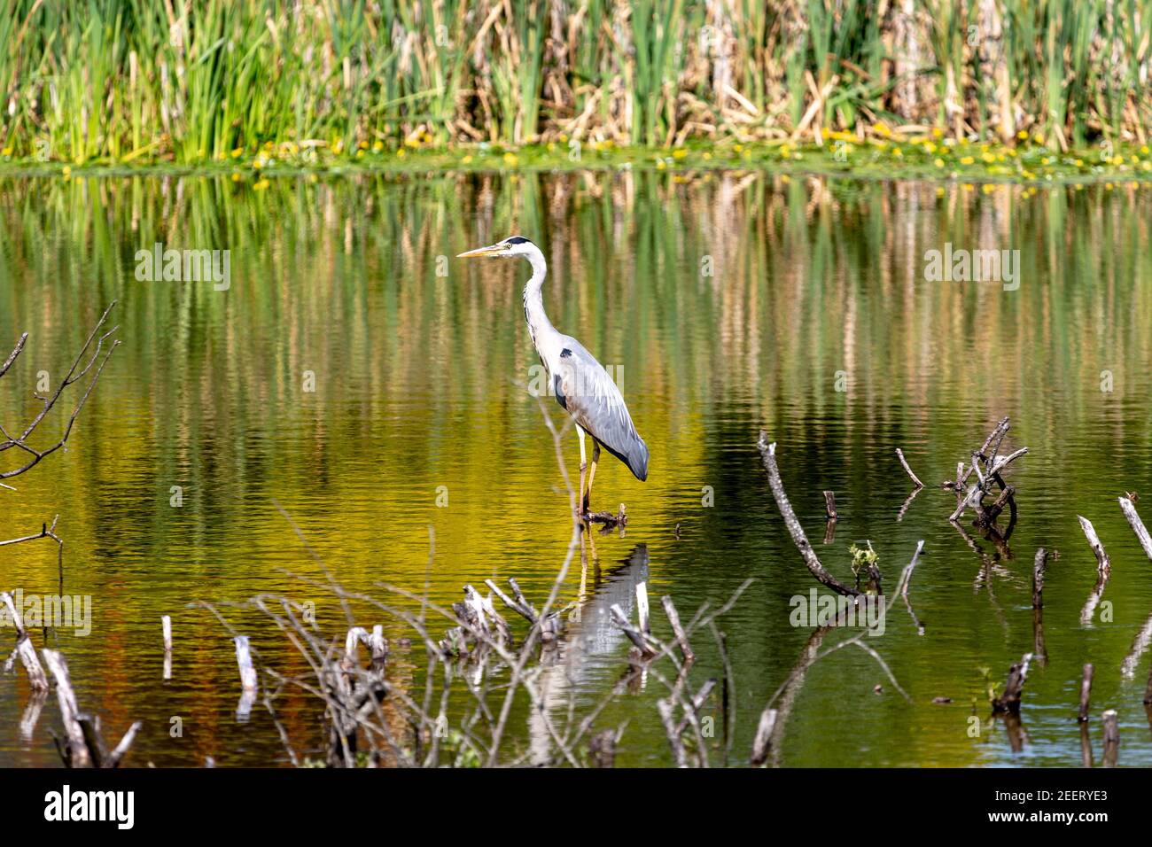 Feed while wading quietly in the shallow waters of pools, marshes, and ...