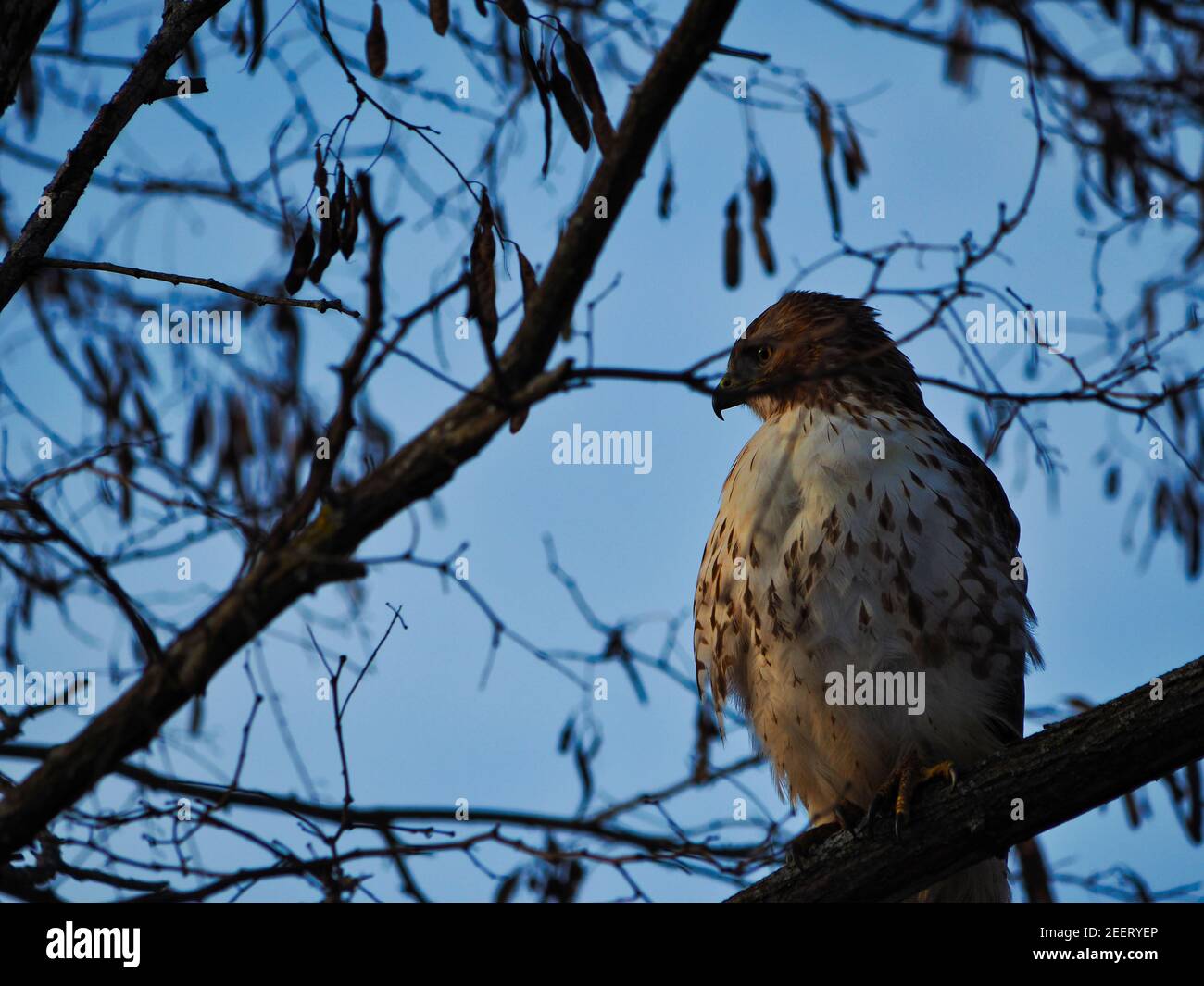 Hawk in nature Stock Photo - Alamy