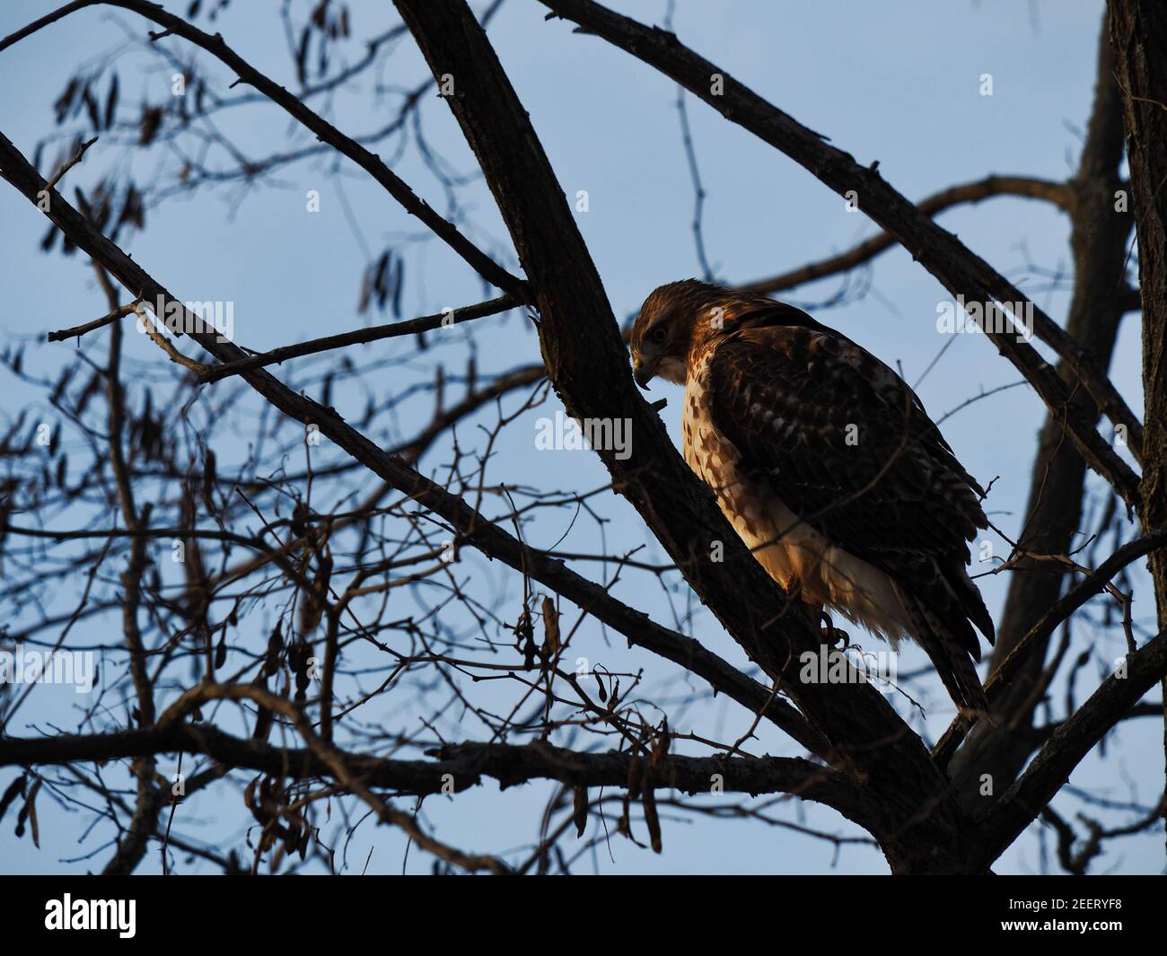 Hawk in nature Stock Photo - Alamy
