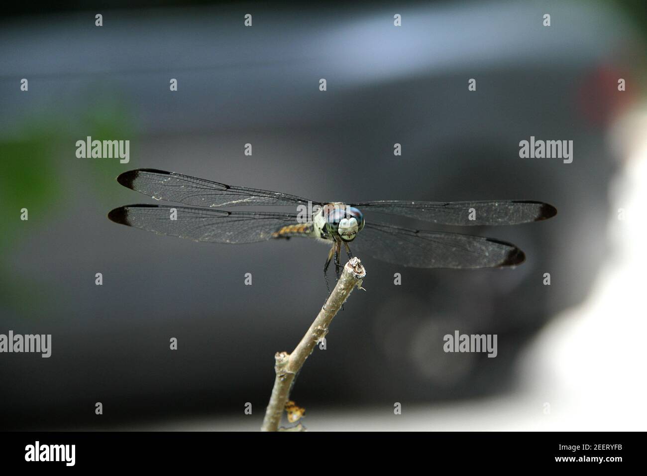 Virginia, USA. Large dragonfly in resting position Stock Photo - Alamy