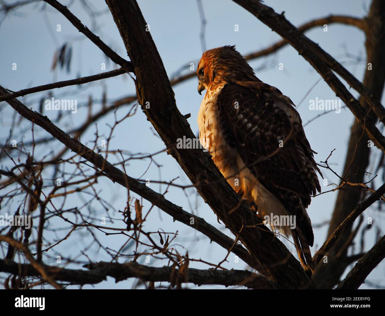Hawk in nature Stock Photo - Alamy