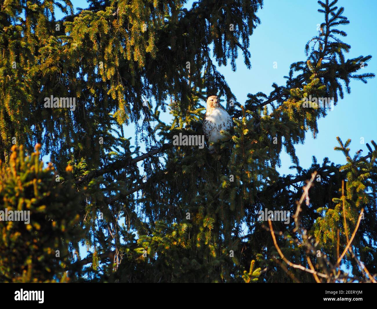 Hawk in nature Stock Photo - Alamy