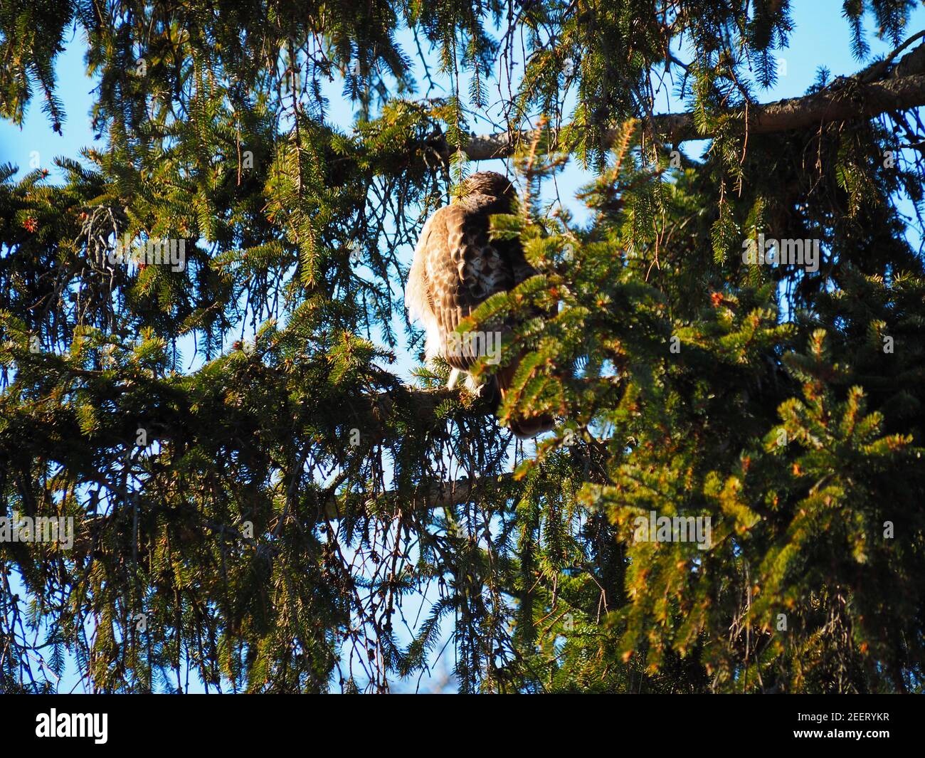 Hawk in nature hi-res stock photography and images - Alamy