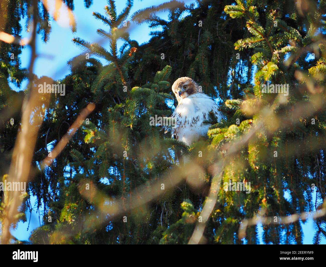 Hawk in nature hi-res stock photography and images - Alamy