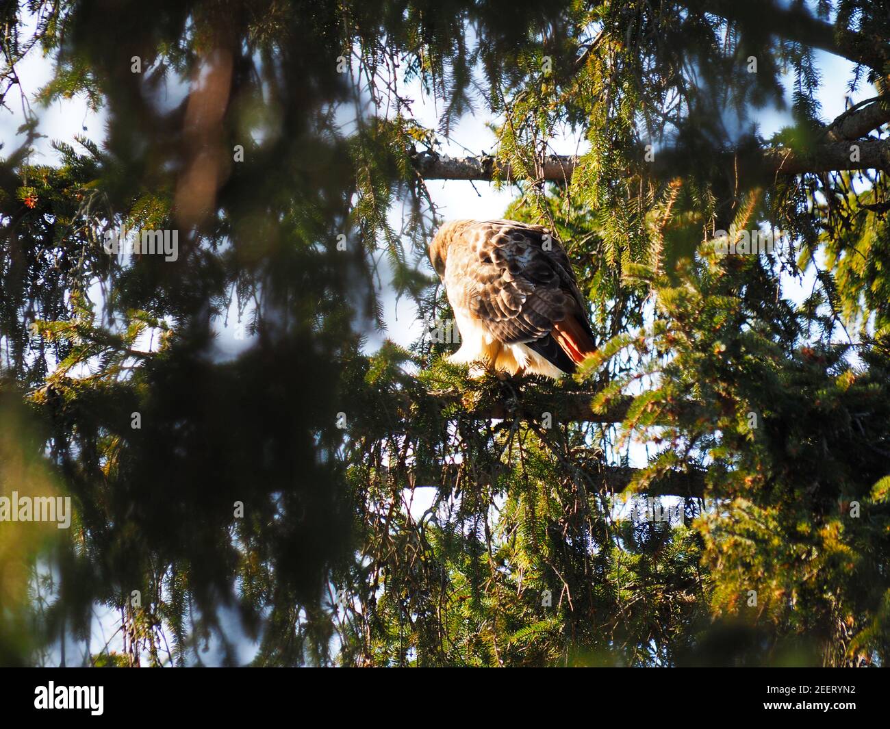 Hawk in nature Stock Photo - Alamy