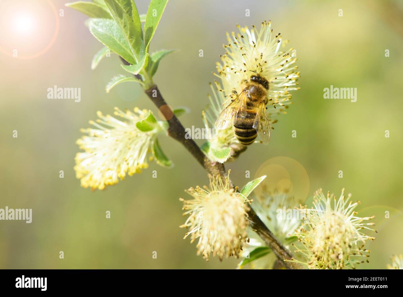blooming catkins of willow tree with pollen Stock Photo - Alamy