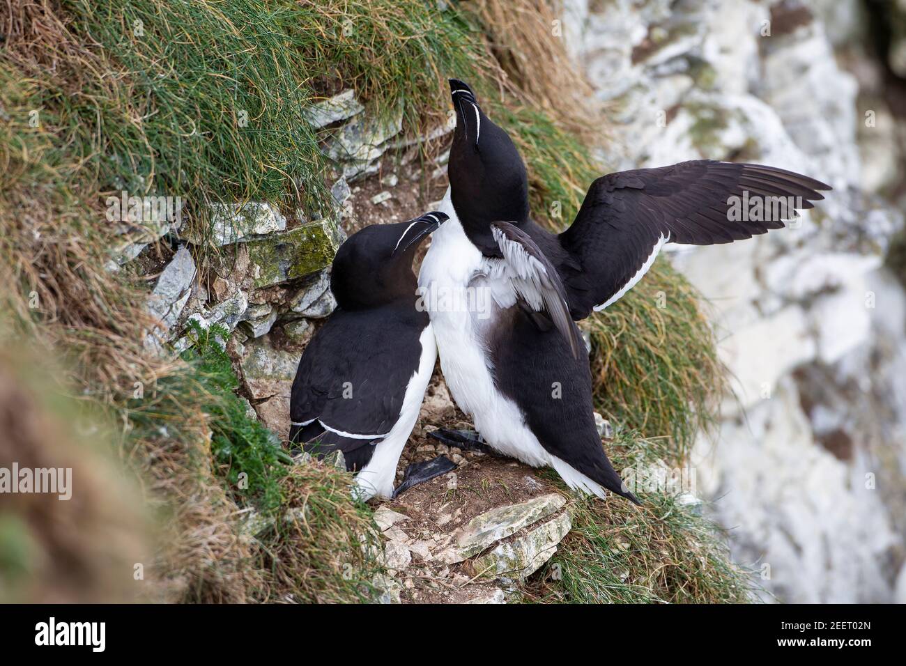 A pair of Razorbill birds Alca torda or Lesser Auks on the chalk cliffs ...