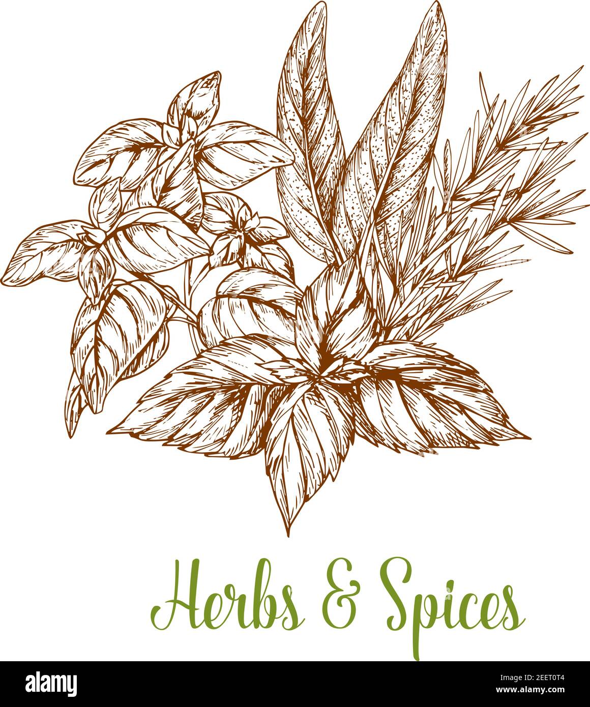 Cumin farm Stock Vector Images - Alamy