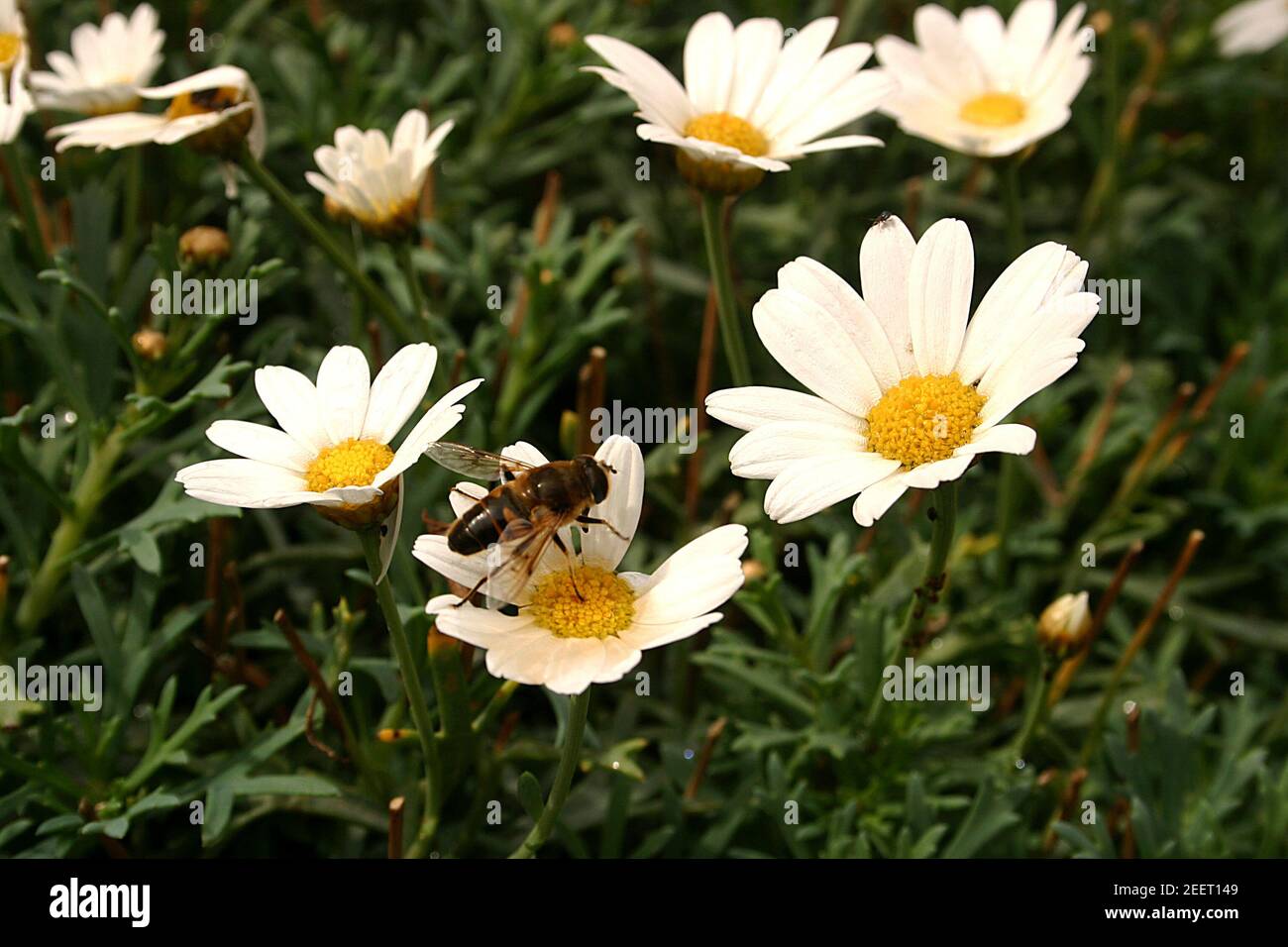 Wildflowers insect invertebrate pollination hi-res stock photography ...