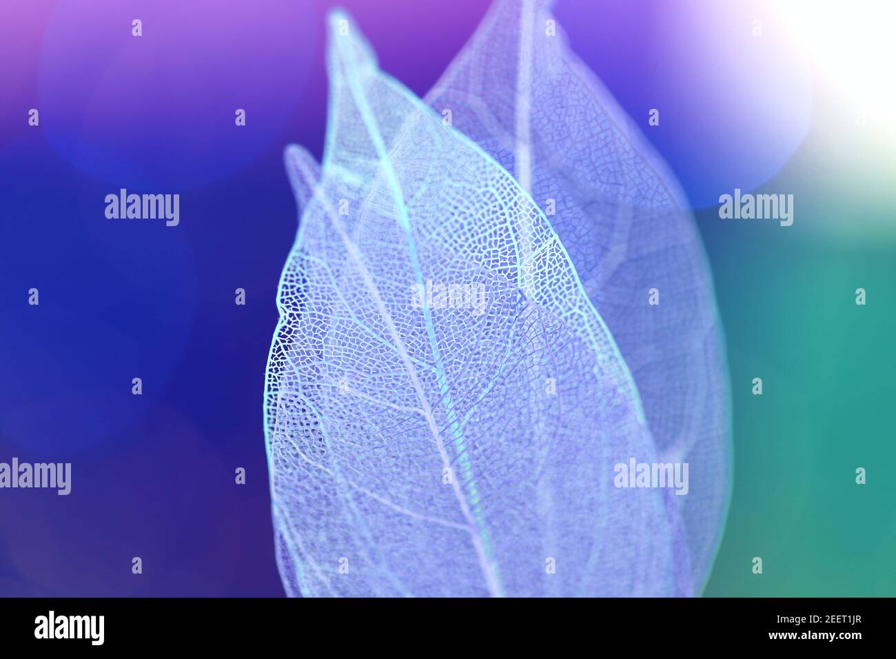 Skeleton blue leaves on blurred background.Macro skeletonized leaf ...