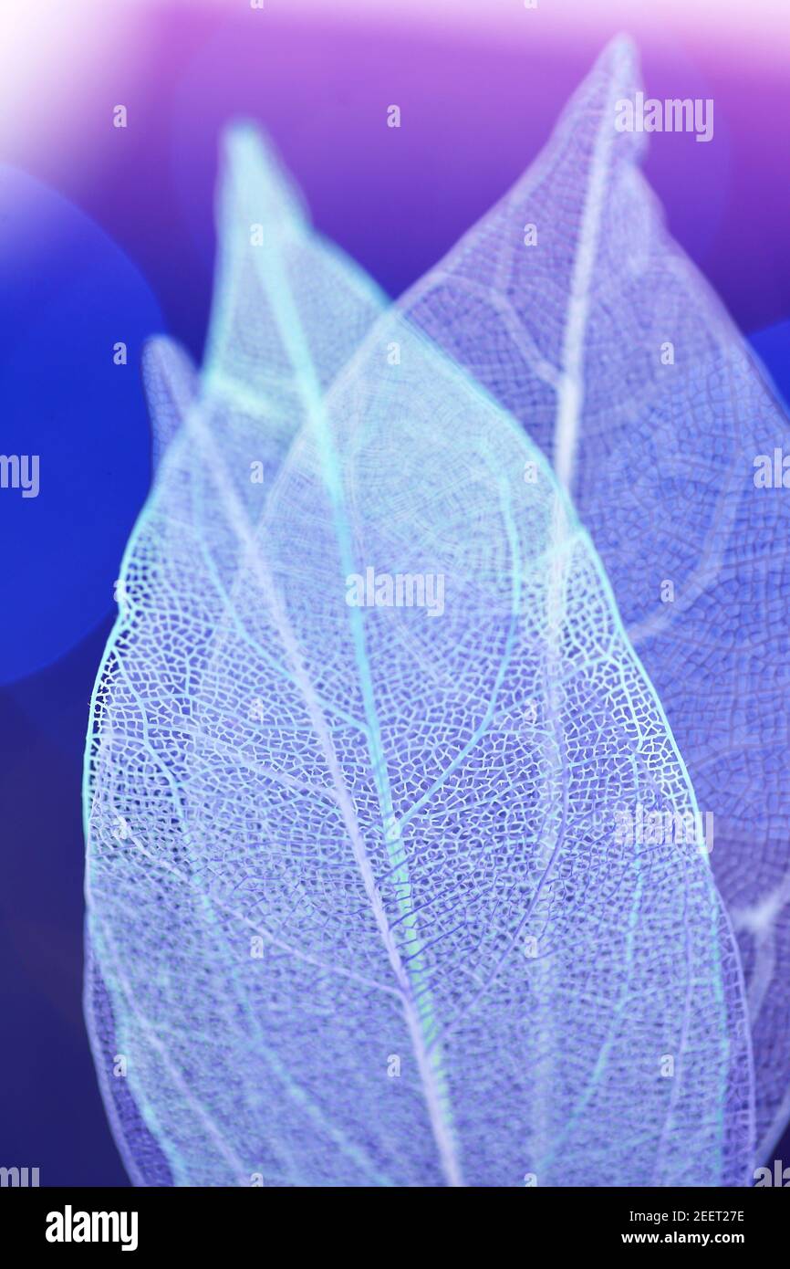 Skeleton blue leaves on blurred purple background.Macro skeletonized ...