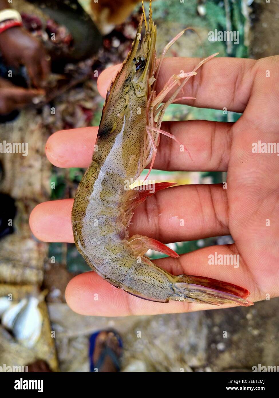 Indian white shrimp in hand shrimp and prawn culture in india Stock ...