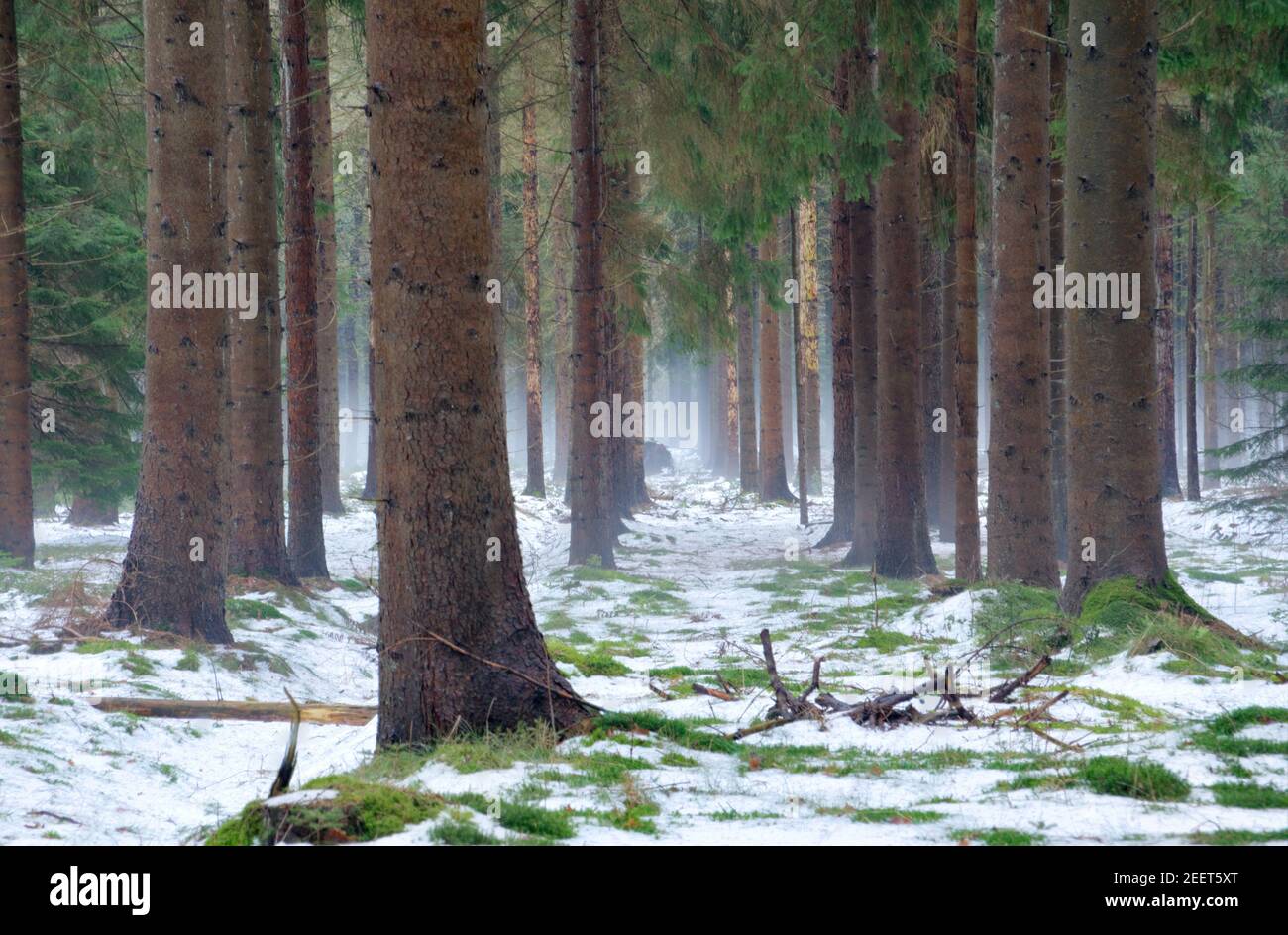 End of winter, change of seasons: in the forest, fog hangs over the ...