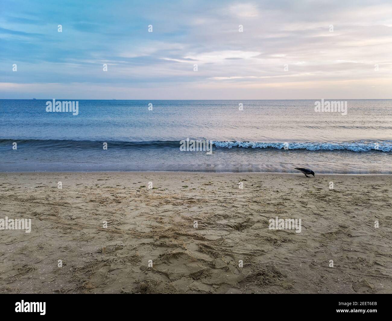 Raven with beach view hi-res stock photography and images - Alamy