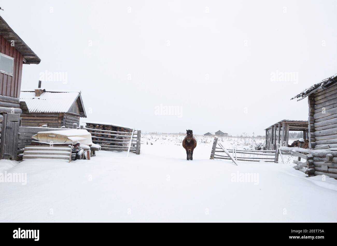 Horse of the Mezen breed in a peasant yard Stock Photo - Alamy