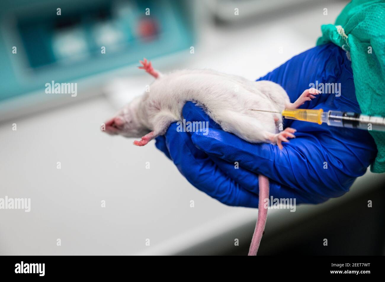 Intraperitoneal Injection In Mice