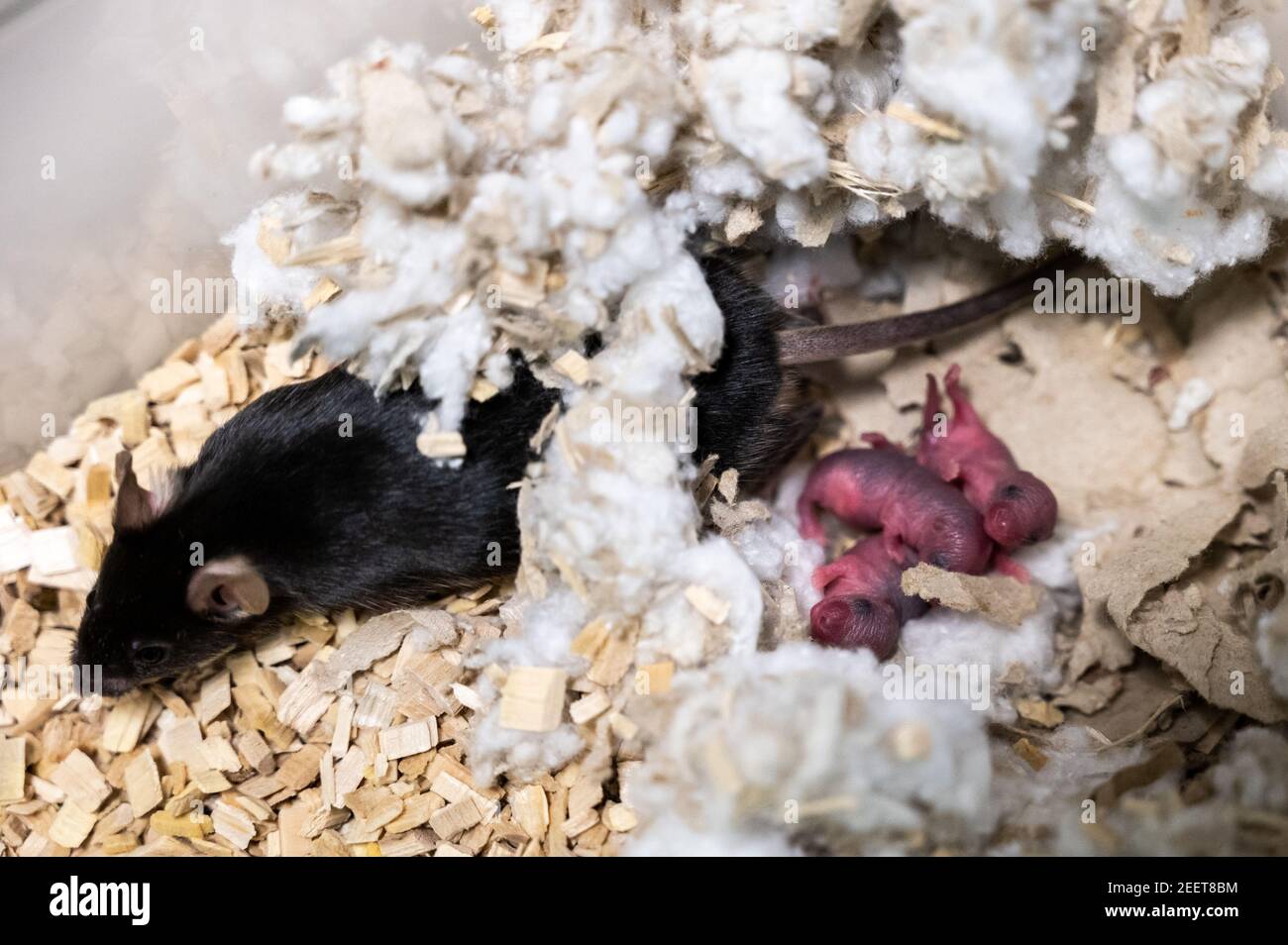 Madrid, Spain. 16th Feb, 2021. A mouse with its recently born babies in ...