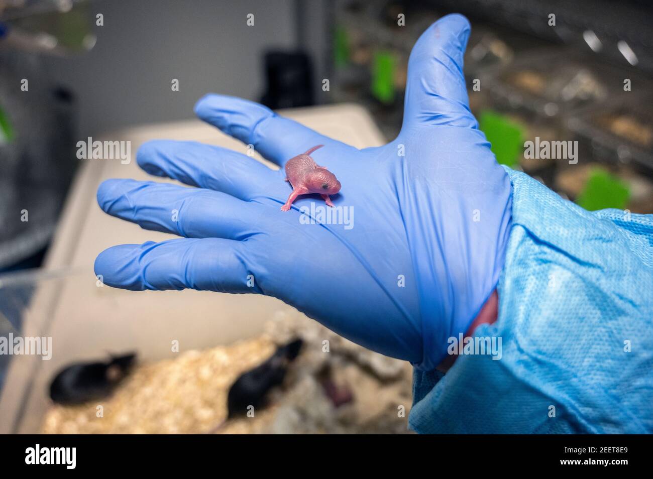 Madrid, Spain. 16th Feb, 2021. A hand of a researcher shows a recently ...