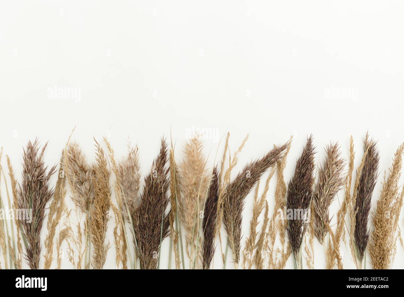 Reeds foliage branches bouquet on neutral white background. Flat lay ...
