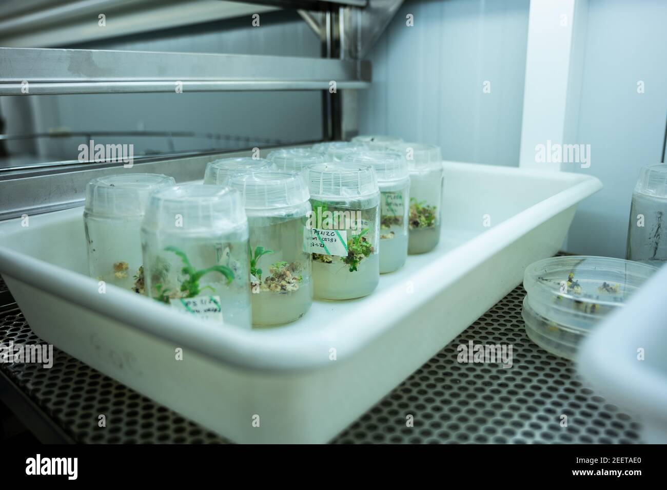Madrid, Spain. 16th Feb, 2021. Transgenic plants growing in a chamber ...