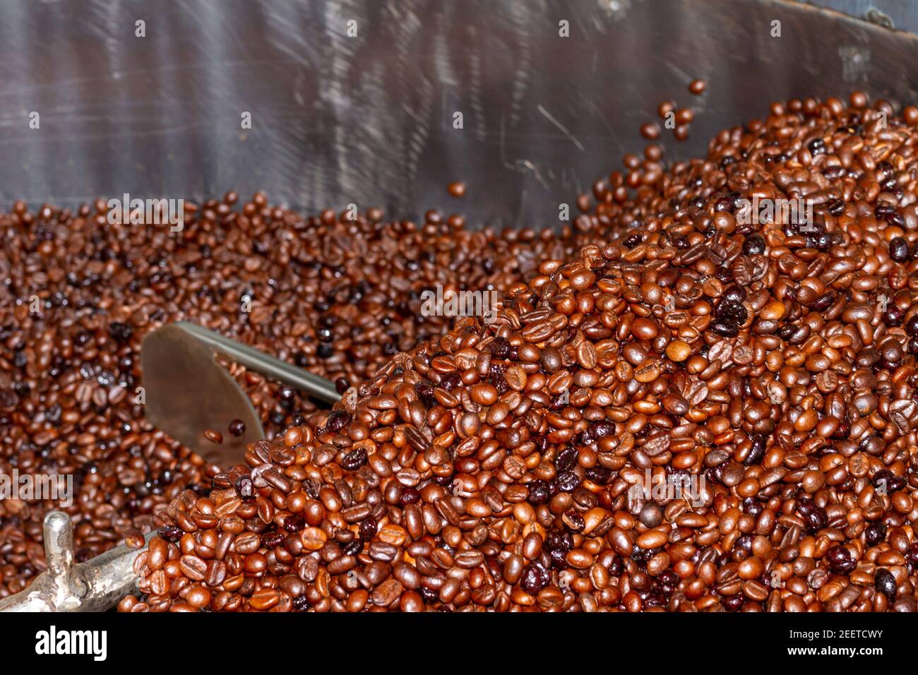 Coffee beans of the Robusta variety of natural roast and "Torrefacto ...