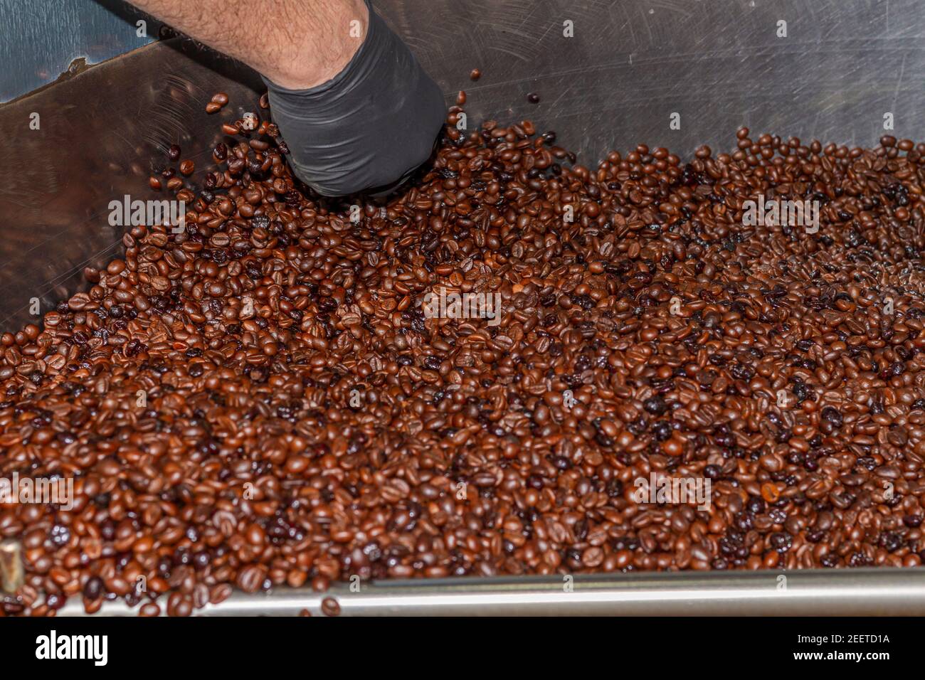The hand of a man helps the process of mixing the coffee beans from ...