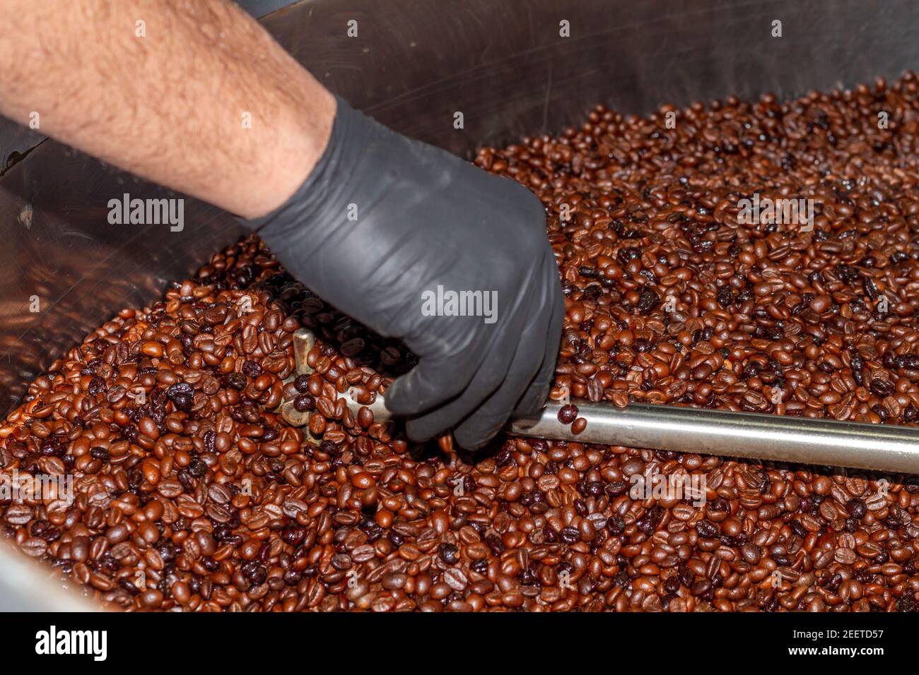 The hand of a man helps the process of mixing the coffee beans from ...