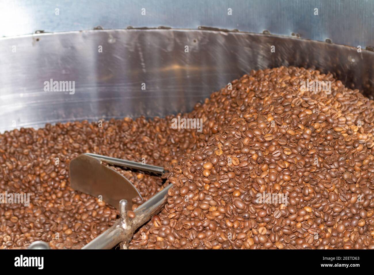 Roasted coffee beans of the Robusta variety being mixed in a circular ...