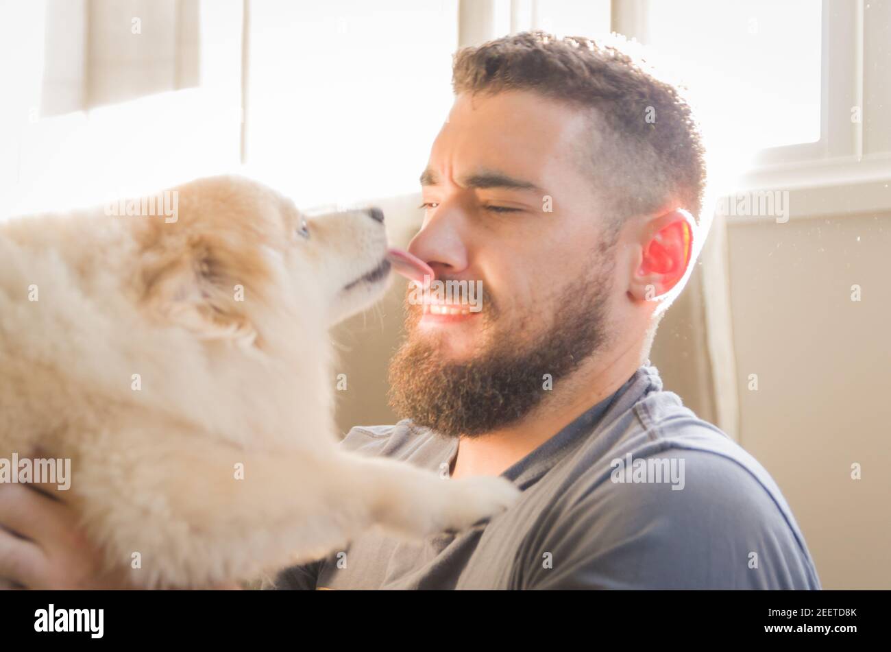 Man playing with his light yellow colored German Spitz dog Stock Photo ...