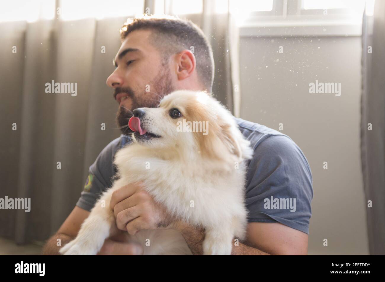Man playing with his light yellow colored German Spitz dog Stock Photo ...