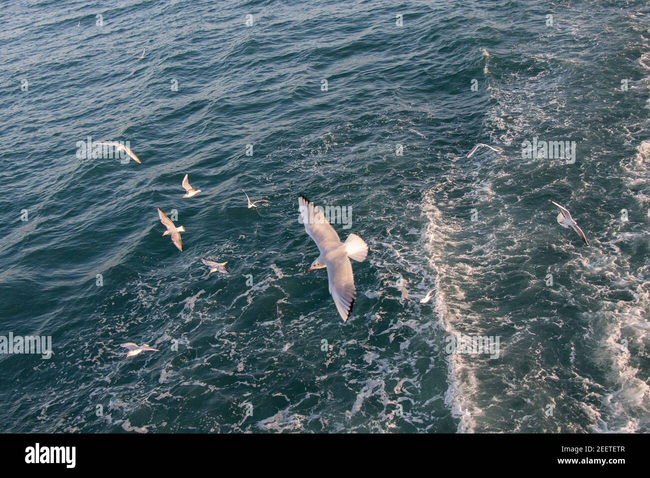 Seagulls are on and over the sea water Stock Photo - Alamy