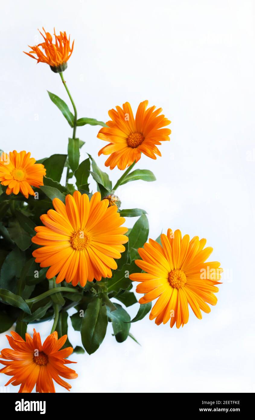 Calendula officinalis flowers isolated on a white background Stock ...