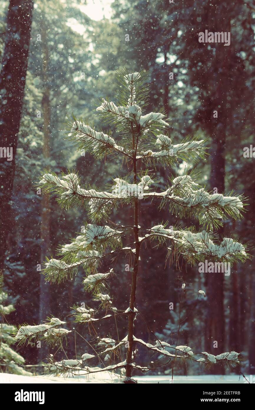 Flying pine hi-res stock photography and images - Alamy