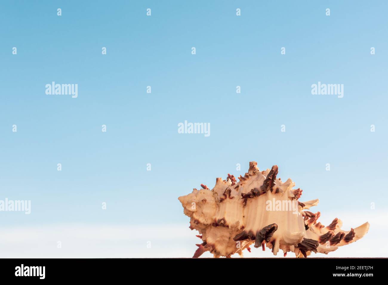 Conch shell of the genus Murex photographed at sunset with the blue sky ...