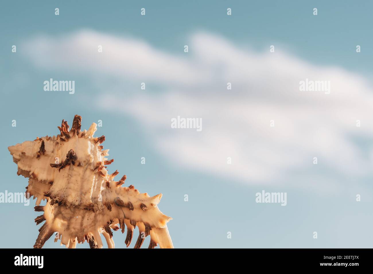 Conch shell of the genus Murex photographed at sunset with the blue sky ...
