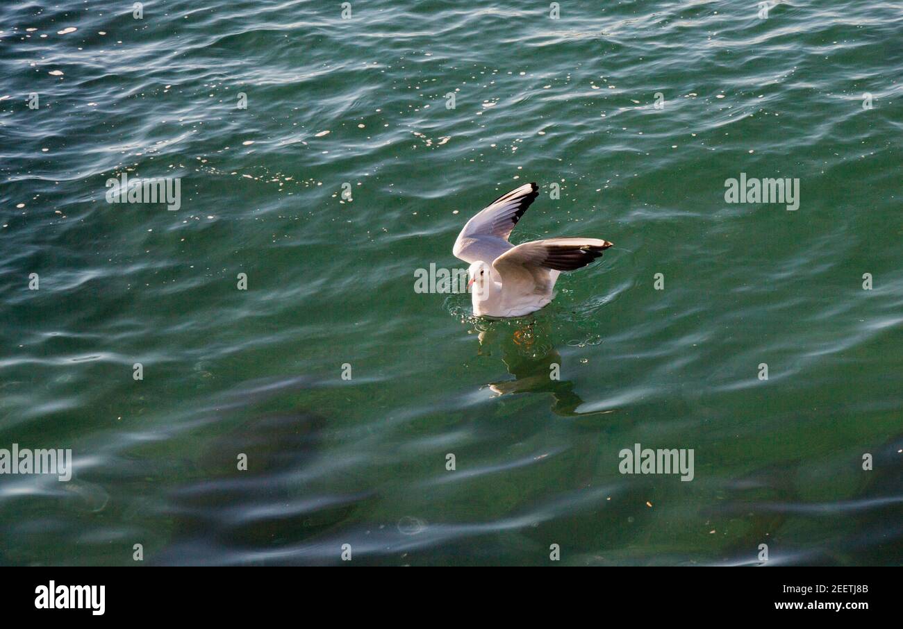 Seagull is seen over the sea water as sea bird Stock Photo - Alamy