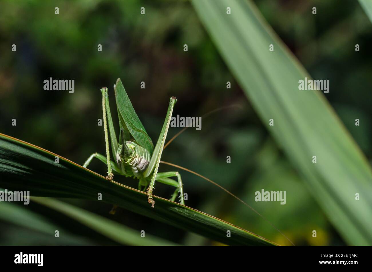 green grasshopper from behind Stock Photo - Alamy