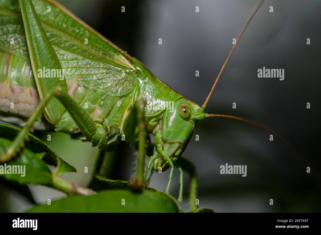 green grasshopper view Stock Photo - Alamy