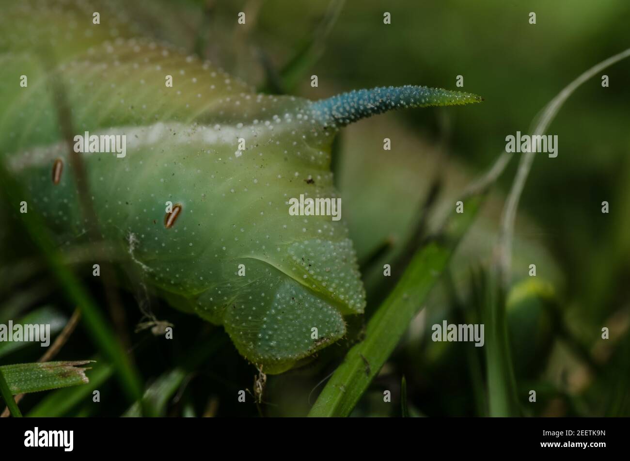 Caterpillar Reproduction High Resolution Stock Photography and Images ...