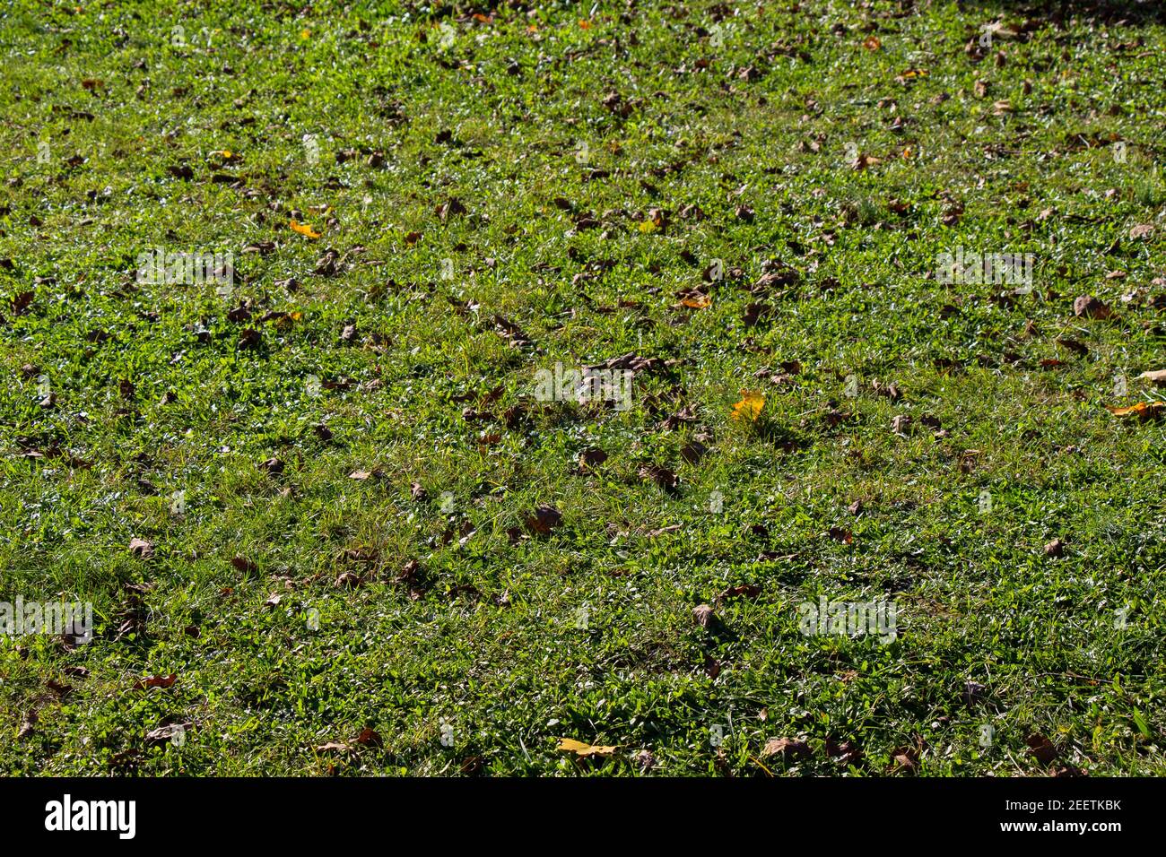 Abstract spring plant texture for natural background. Green Leaf ...