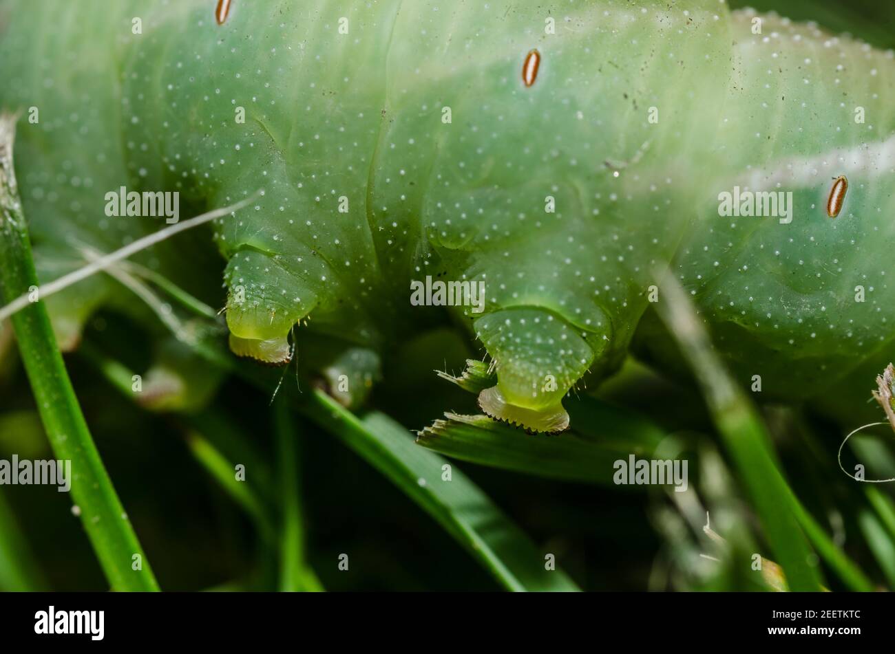 Green caterpillar detail view hi-res stock photography and images - Alamy