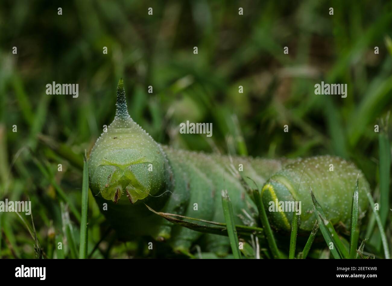 green caterpillar looking towards camera Stock Photo - Alamy