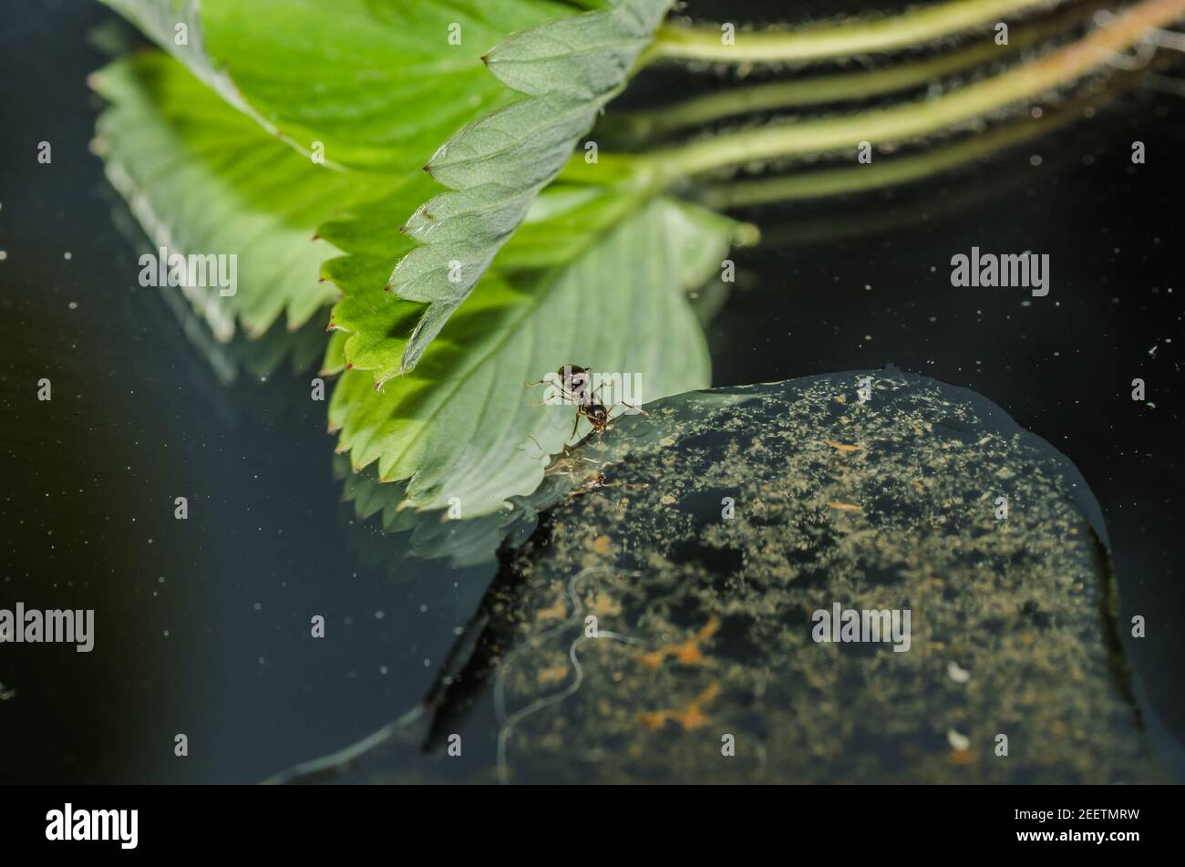 Ants drinking water insects gardening hi-res stock photography and ...