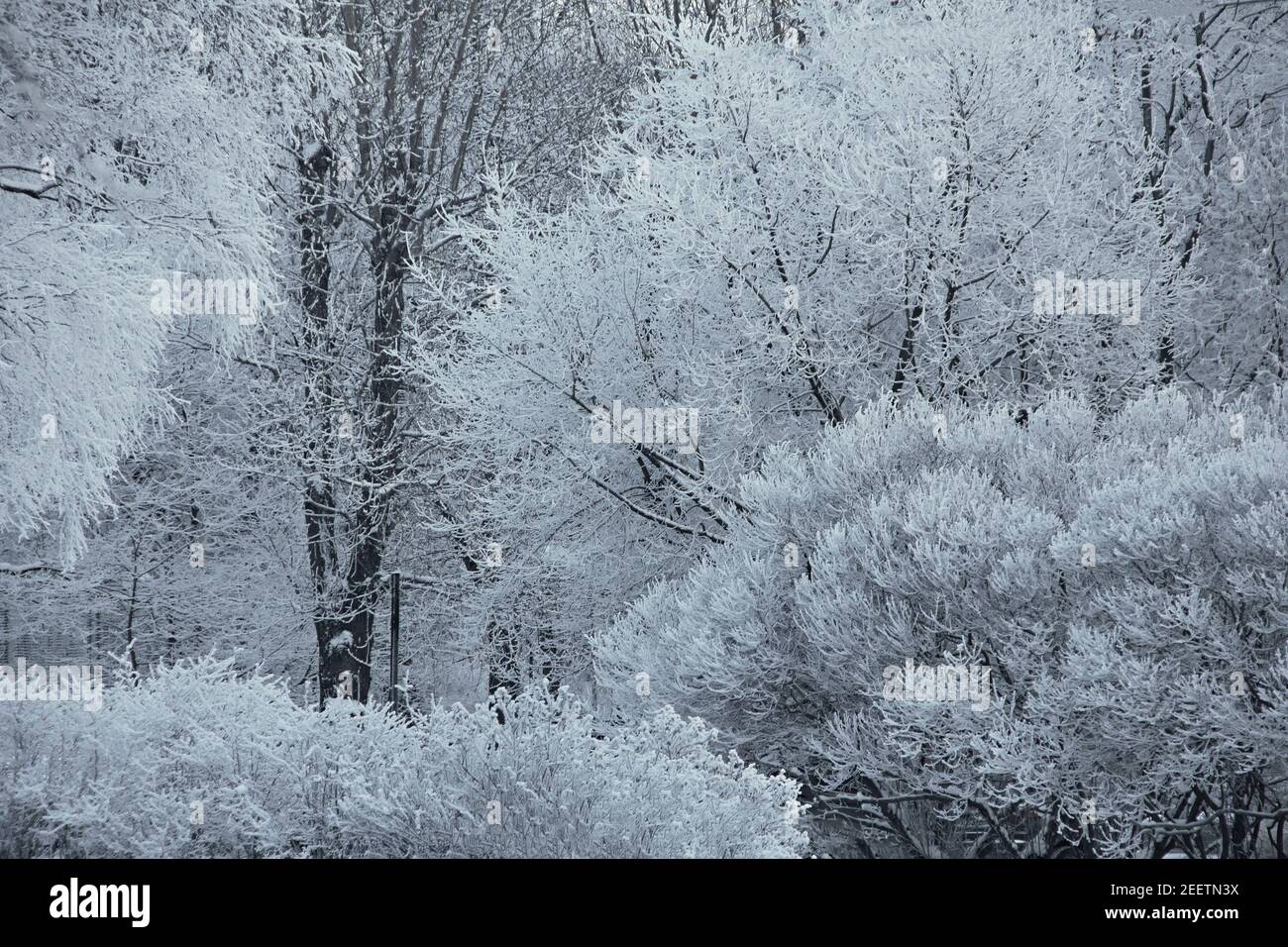 Winter landscape, frosted trees and bushes in a city park, winter ...