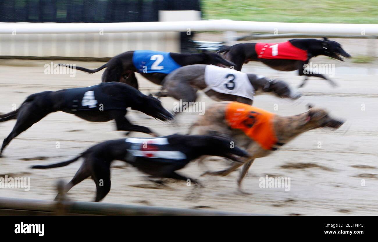 Romford greyhound racing hi-res stock photography and images - Alamy